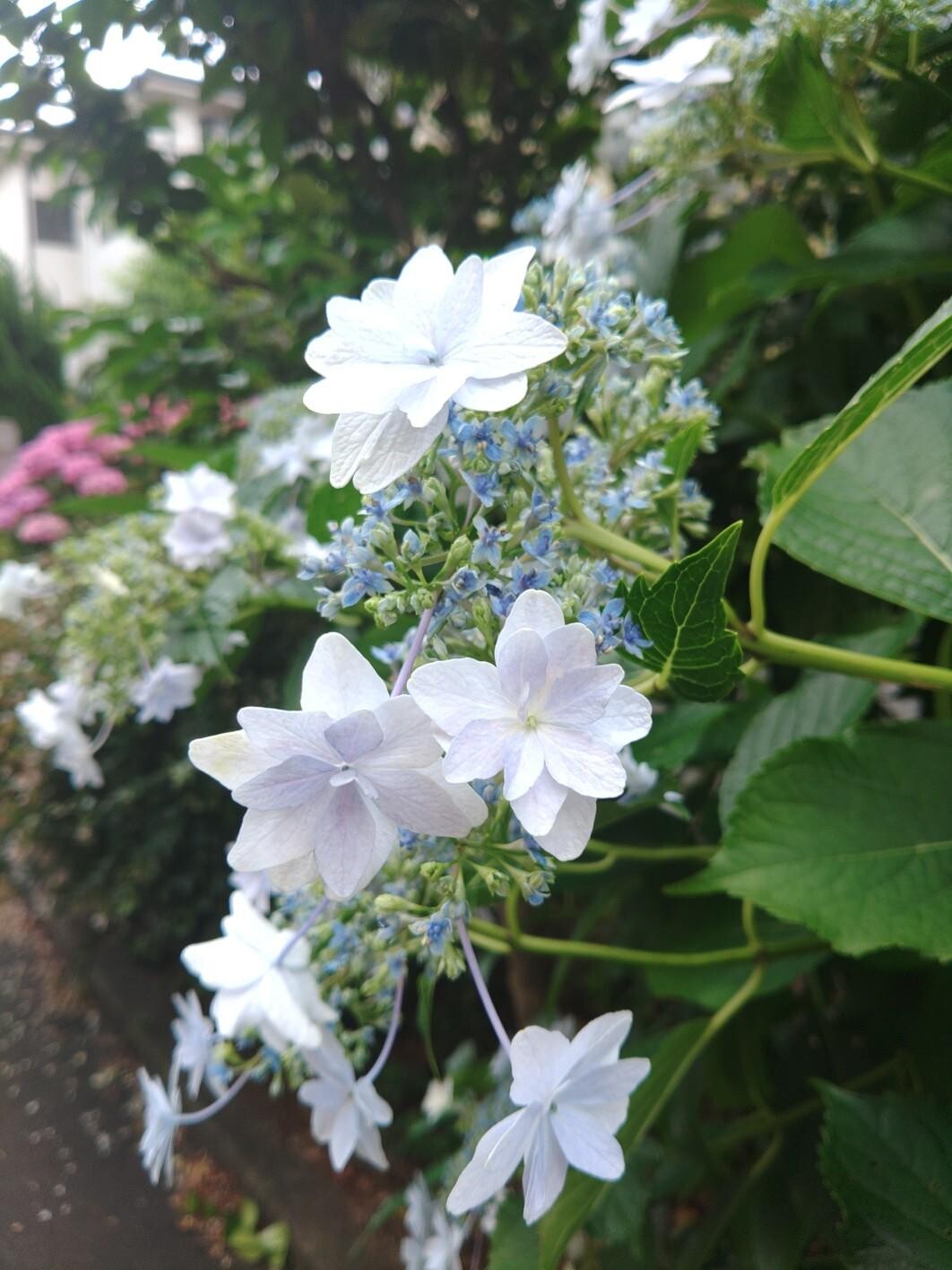 山は行けないけど近くのヤマアジサイがメチ... / KOROさんのモーメント | YAMAP / ヤマップ