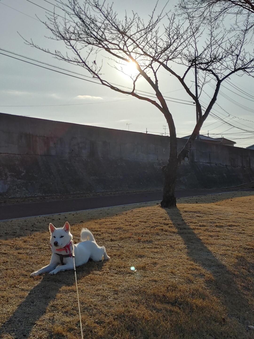 ☀️今朝のお散歩🎶🐺🐩😊 ⛲みち... / GHハコさんのモーメント | YAMAP / ヤマップ