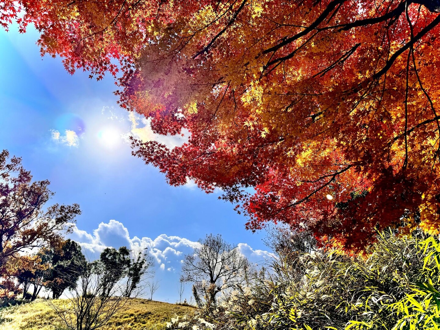駆け足の秋を追いかけて…💨 / emiyさんの生駒山・神津嶽・大原山の活動データ | YAMAP / ヤマップ