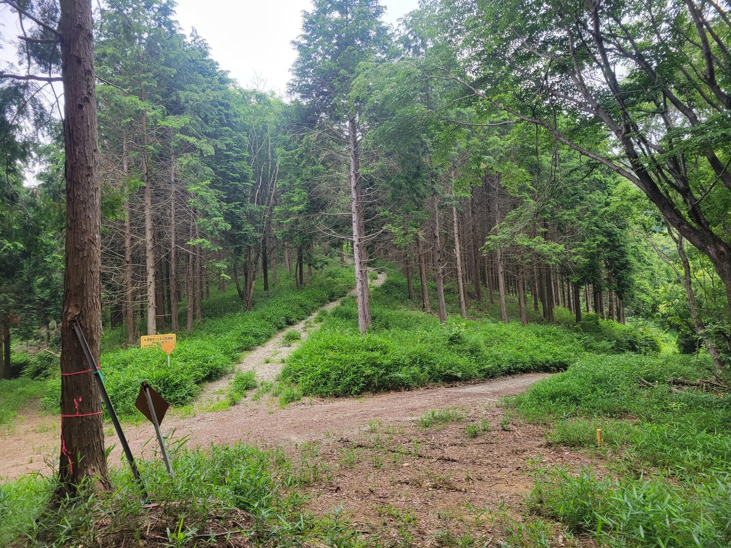 本宮高倉山・龍王山-2023-06-18 / RIMOさんの本宮高倉山・龍王山の活動データ | YAMAP / ヤマップ
