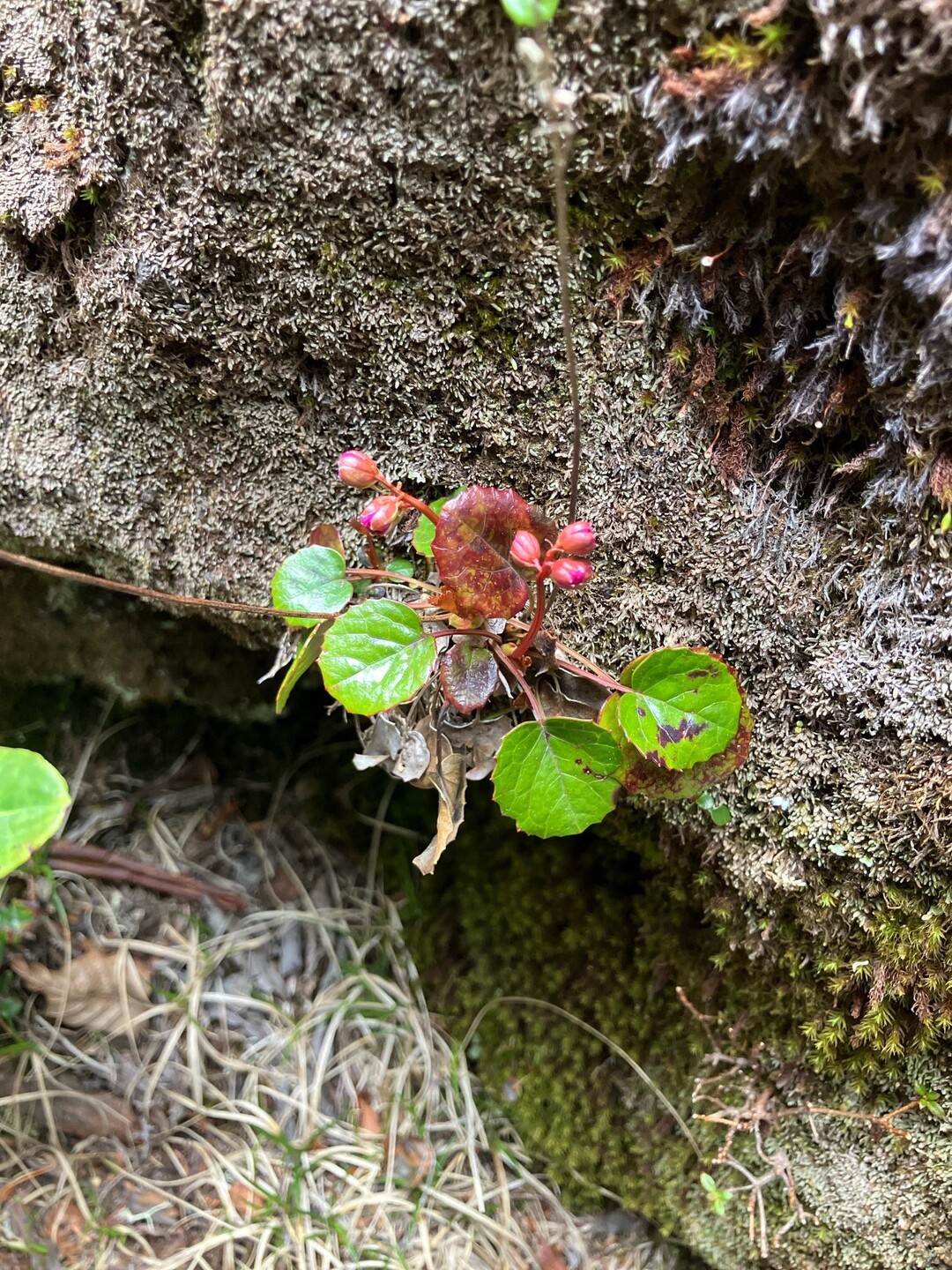 2024/06/08. 八ヶ岳山頂駅〜三ッ岳 / Taka-Kamさんの蓼科山・横岳・縞枯山の活動データ | YAMAP / ヤマップ