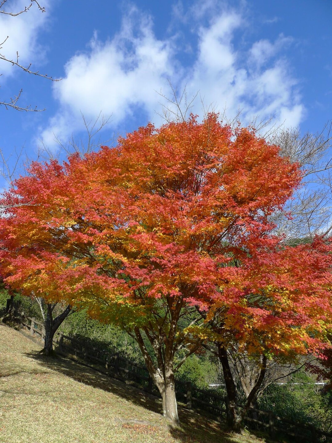 錫杖ヶ岳 / ぺんたBoyさんの錫杖ヶ岳の活動データ | YAMAP / ヤマップ