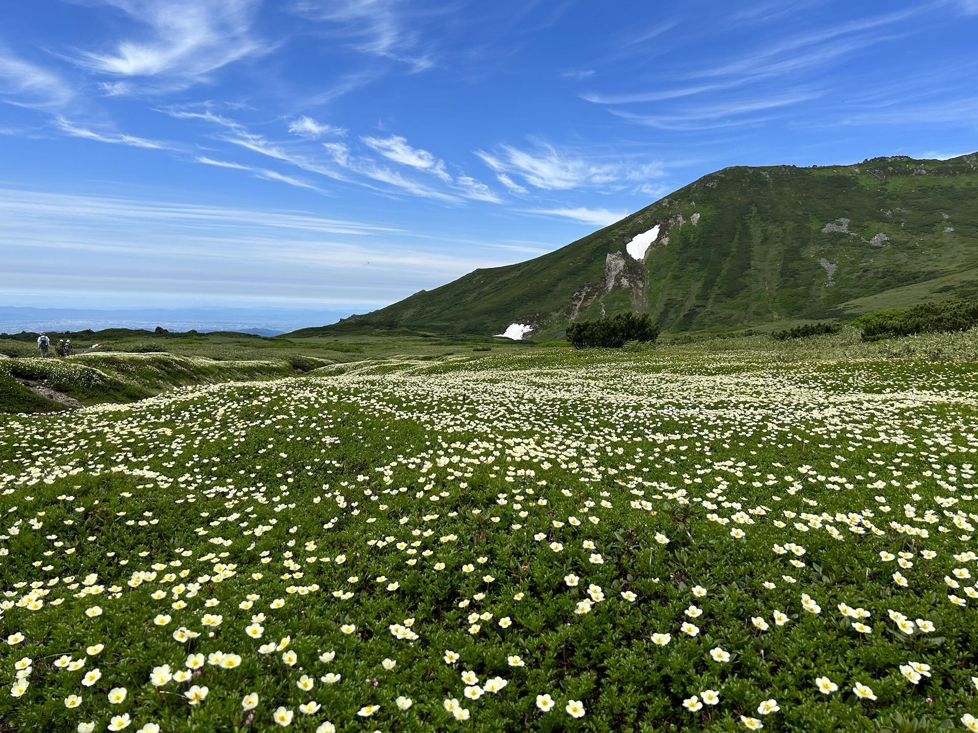 北の大地最高峰にキタ〜(タイセツ旭岳)20250713 / あきTRさんの大雪山系・旭岳・トムラウシの活動データ | YAMAP / ヤマップ