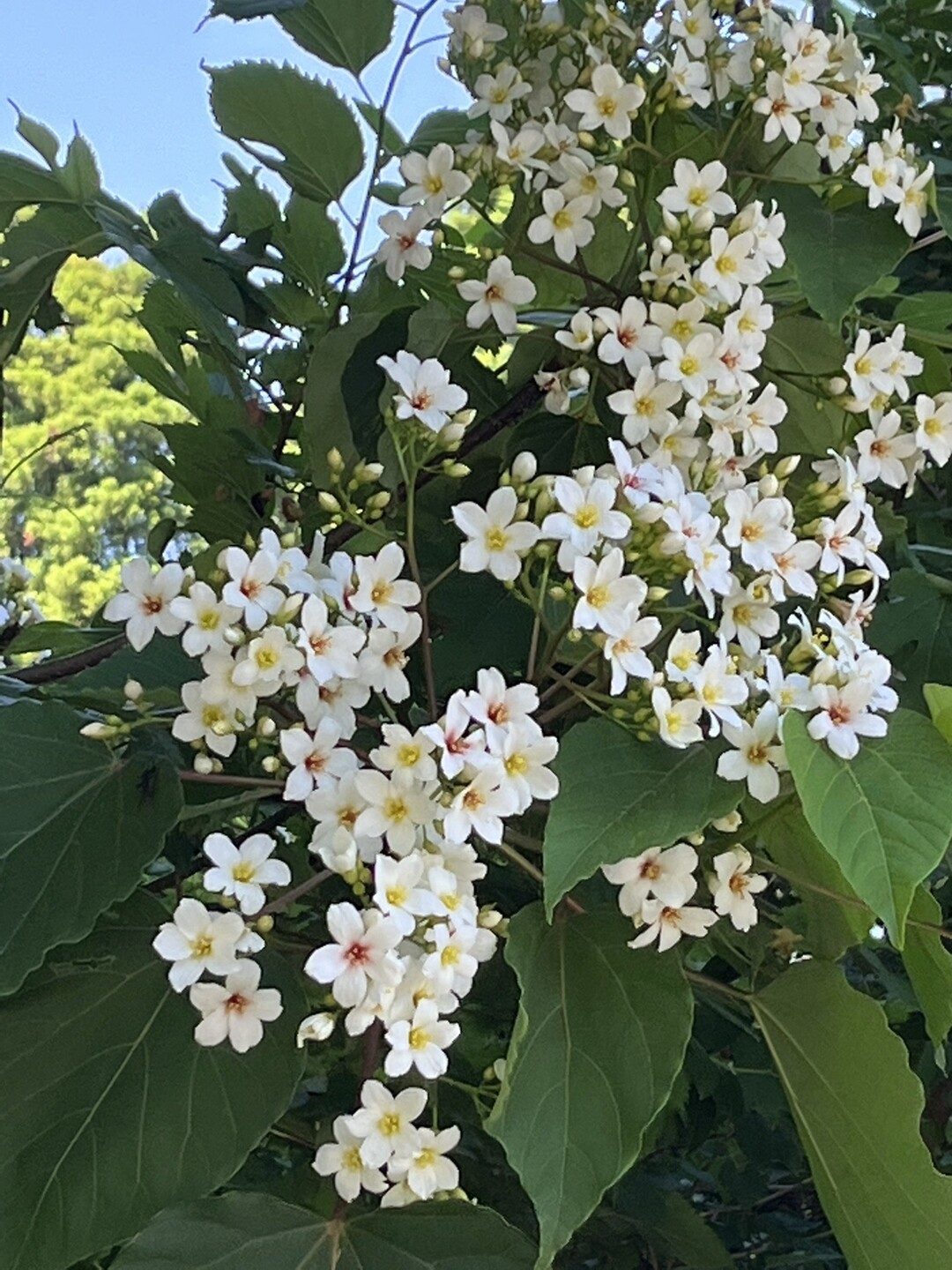 野見金トレッキングロード🚶‍♀️ 公園... / yayokoさんのモーメント | YAMAP / ヤマップ