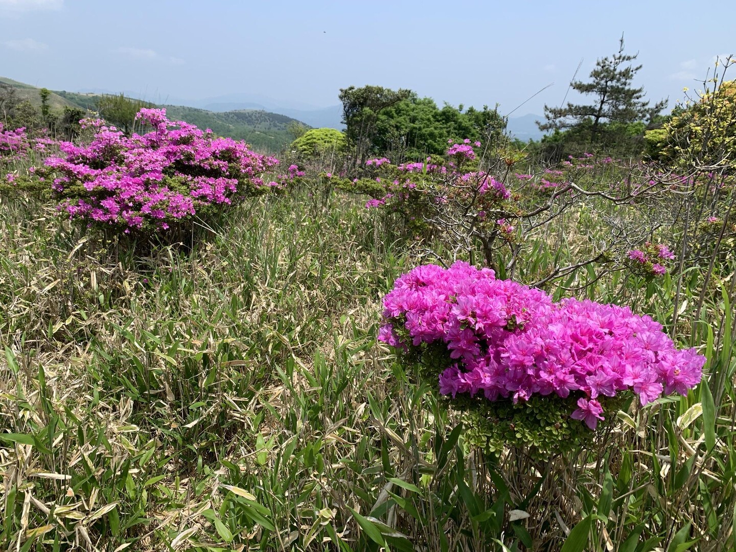 一目山・みそこぶし山-R6.5.25 / ジャンダルムさんの涌蓋山・猟師山の活動データ | YAMAP / ヤマップ
