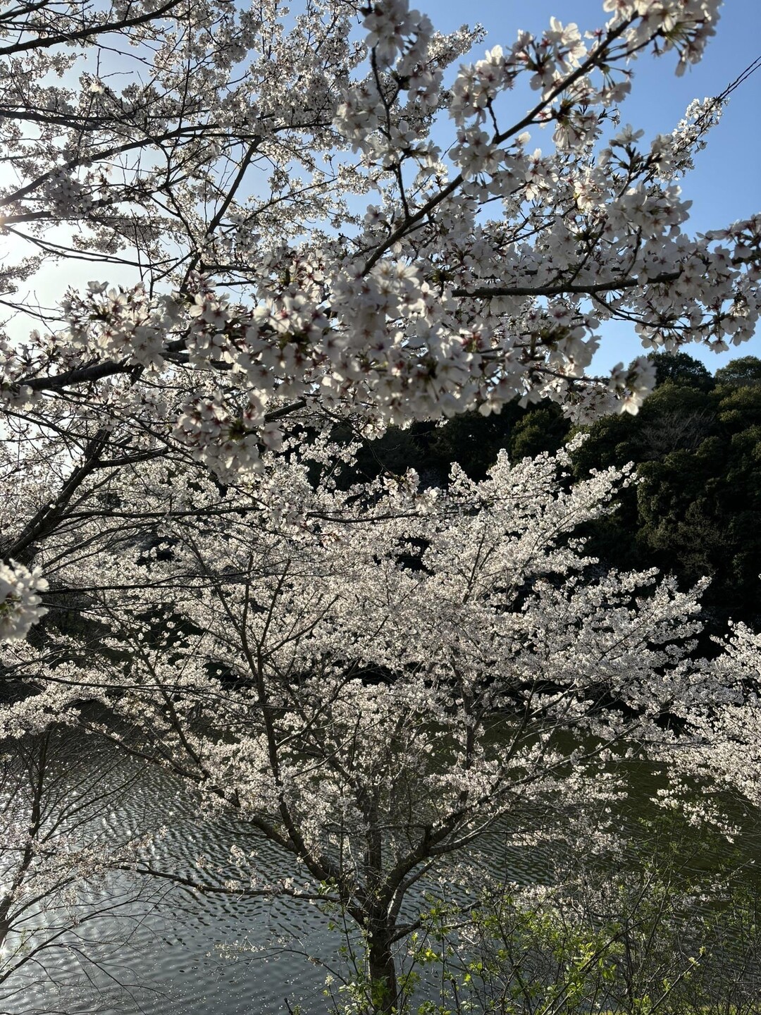 春爛漫🌸🌸🌸今日は仕事で 利用者さ... / ayaさんのモーメント | YAMAP / ヤマップ