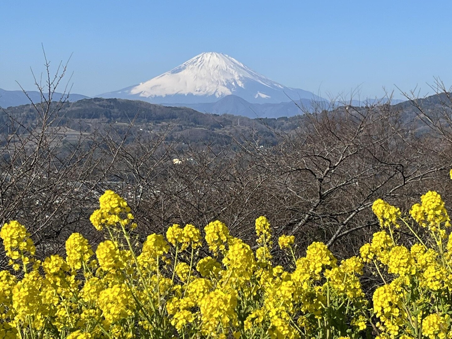 吾妻山-2023-01-09 / Ma-buさんの高麗山・湘南平・鷹取山の活動データ | YAMAP / ヤマップ