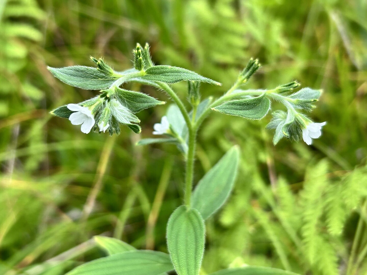 小金沢山・大蔵高丸(湯ノ沢峠〜Wピストン) / Co-CHeさんの雁ヶ腹摺山・岩殿山の活動データ | YAMAP / ヤマップ
