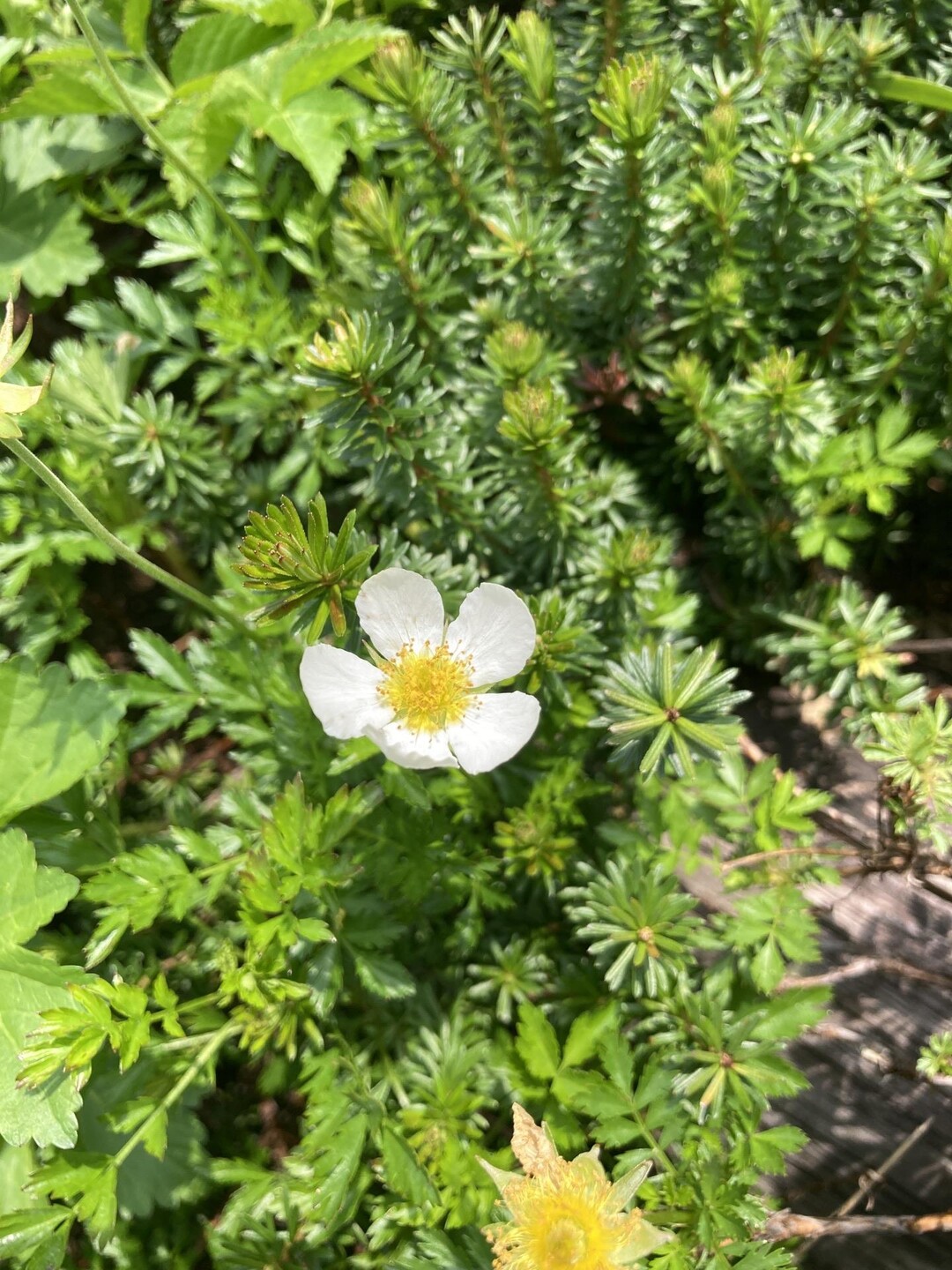 秋田駒ケ岳 part II 2024-07-14 / アメジストさんの秋田駒ヶ岳・男女岳・貝吹岳の活動データ | YAMAP / ヤマップ