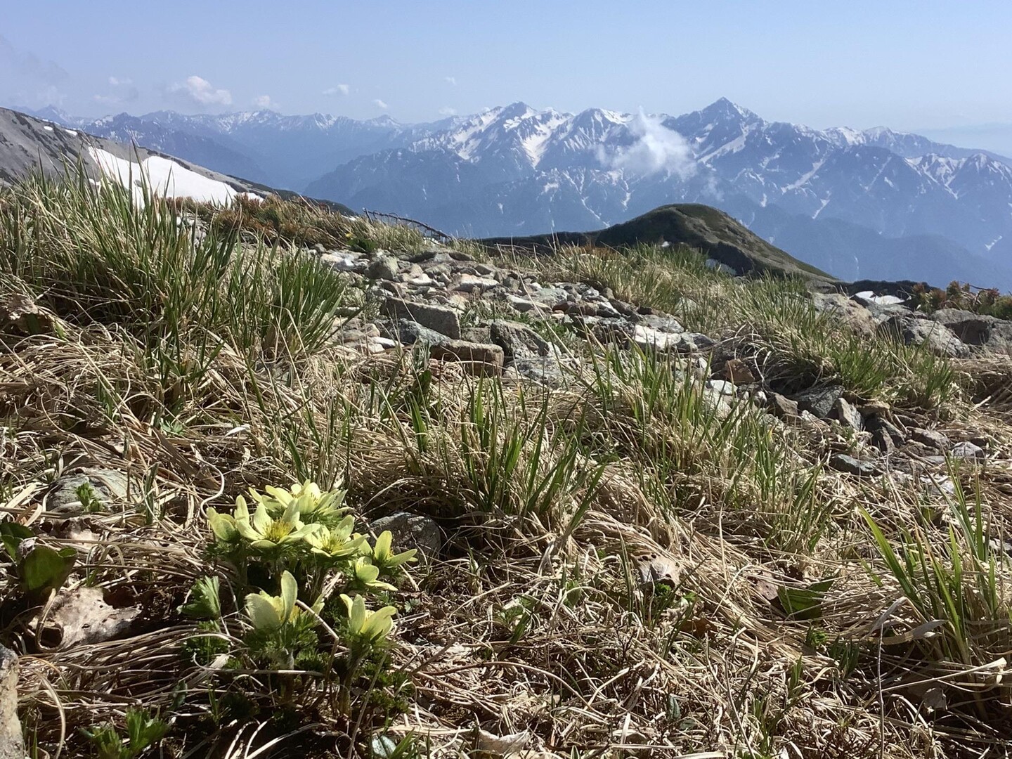 ツクモグサ咲く白馬岳 / tsさんの白馬岳・小蓮華山の活動データ | YAMAP / ヤマップ