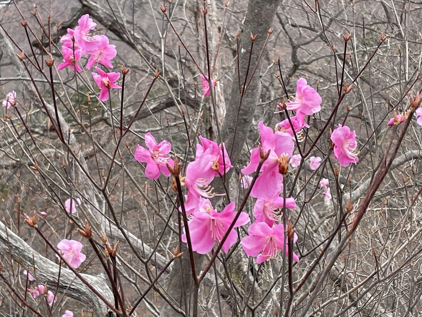 薬師岳 / saeさんの男体山の活動データ | YAMAP / ヤマップ