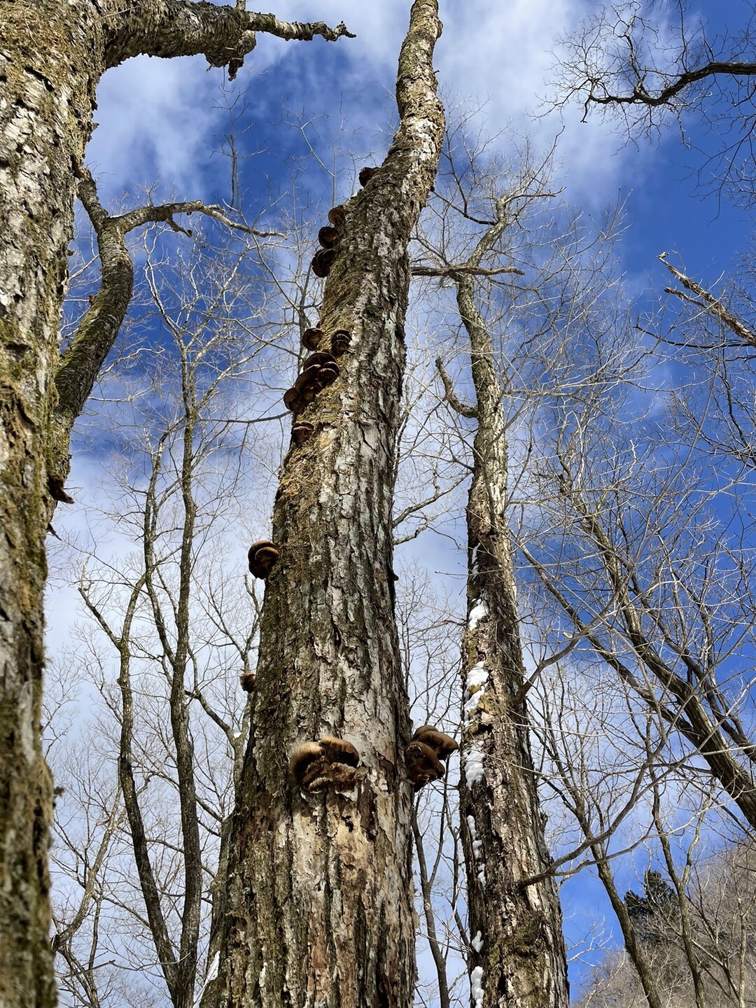 イブネじゃなくてイブヌ。でもなくイブニw / nabettiさんの釈迦ヶ岳の活動データ | YAMAP / ヤマップ