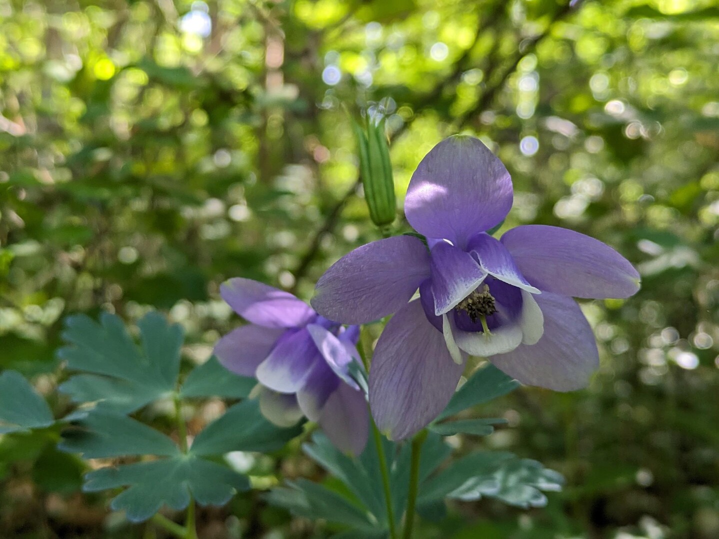 太郎山表参道から / 歩ん婆（ayunba）さんの太郎山の活動データ | YAMAP / ヤマップ