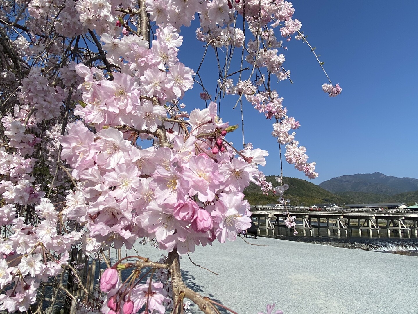 京都一周トレイル🌸嵐山〜鷹峰 花紀行 / クー0504さんの京都一周トレイルの活動データ | YAMAP / ヤマップ
