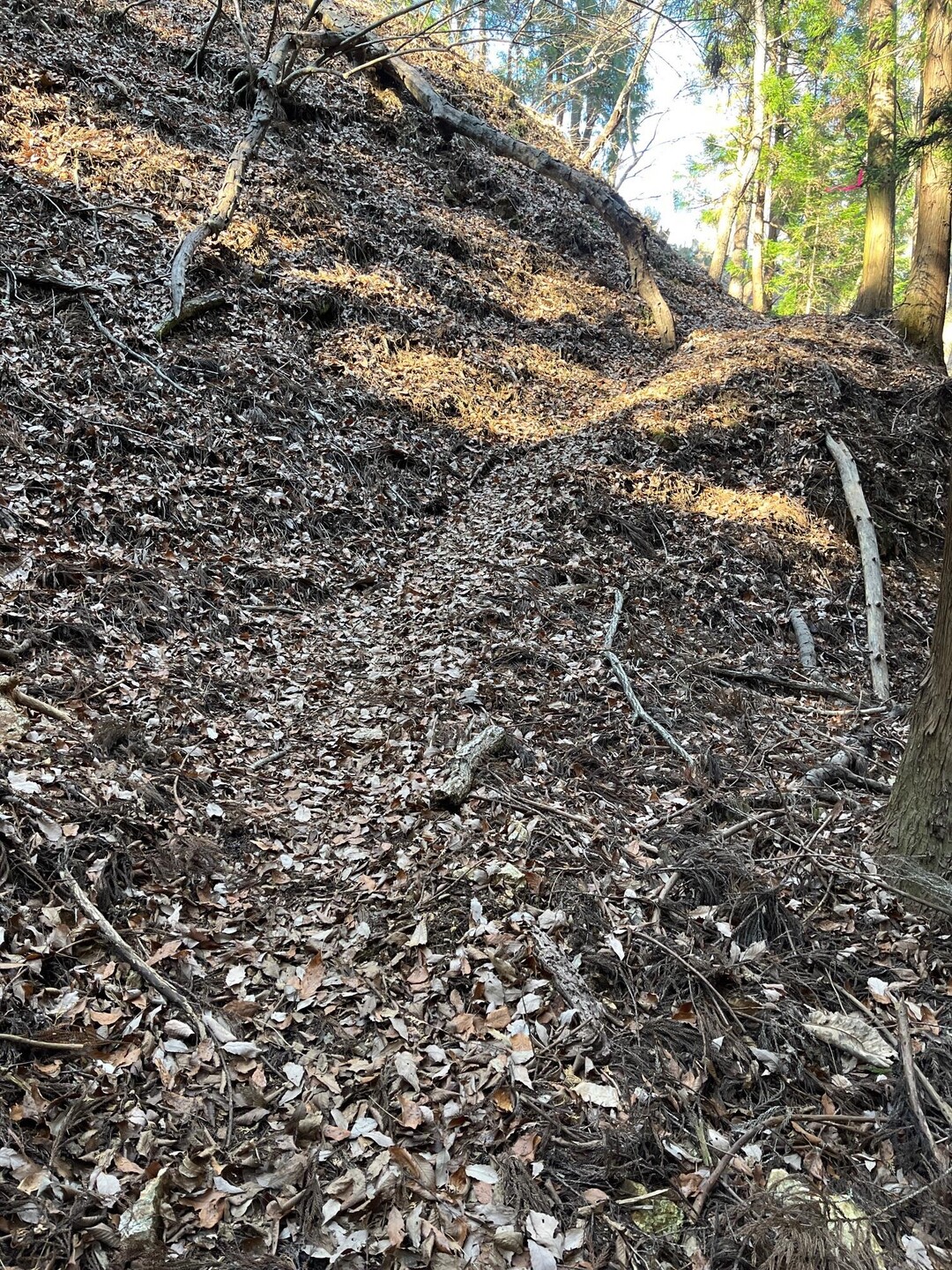 mskふぅさんの投稿したフィールドメモ | YAMAP / ヤマップ