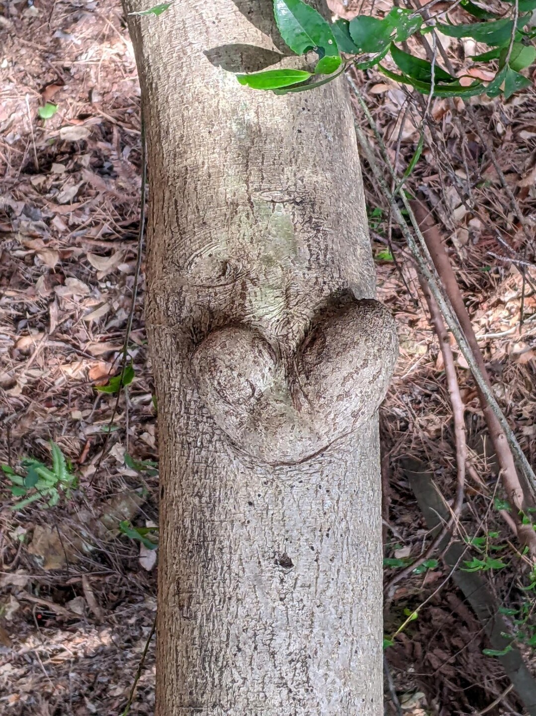 弥勒山の不思議発見 / K.koichiさんのモーメント | YAMAP / ヤマップ