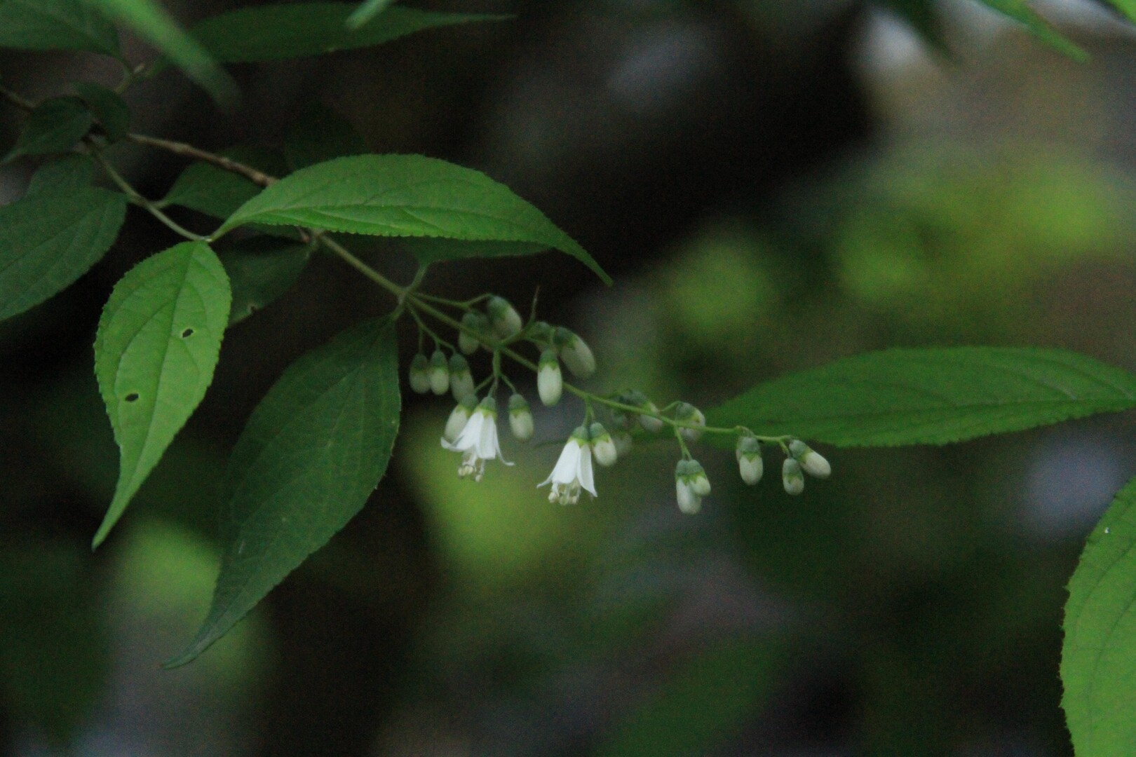入道ヶ岳へ登ったんだけど・・・ / Berryさんの入道ヶ岳・鎌ヶ岳・仙ヶ岳の活動データ | YAMAP / ヤマップ