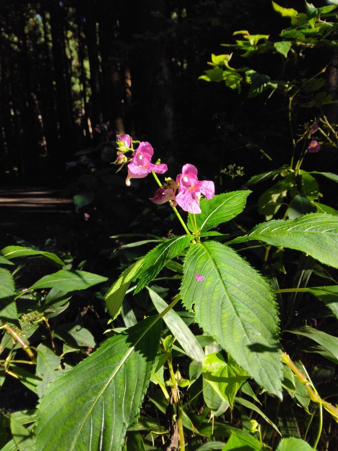 540P・斑根石山・古賀志山・坊主山 / ヤッホーさんの古賀志山・赤岩山・鞍掛山・男抱山・半蔵山の活動データ | YAMAP / ヤマップ