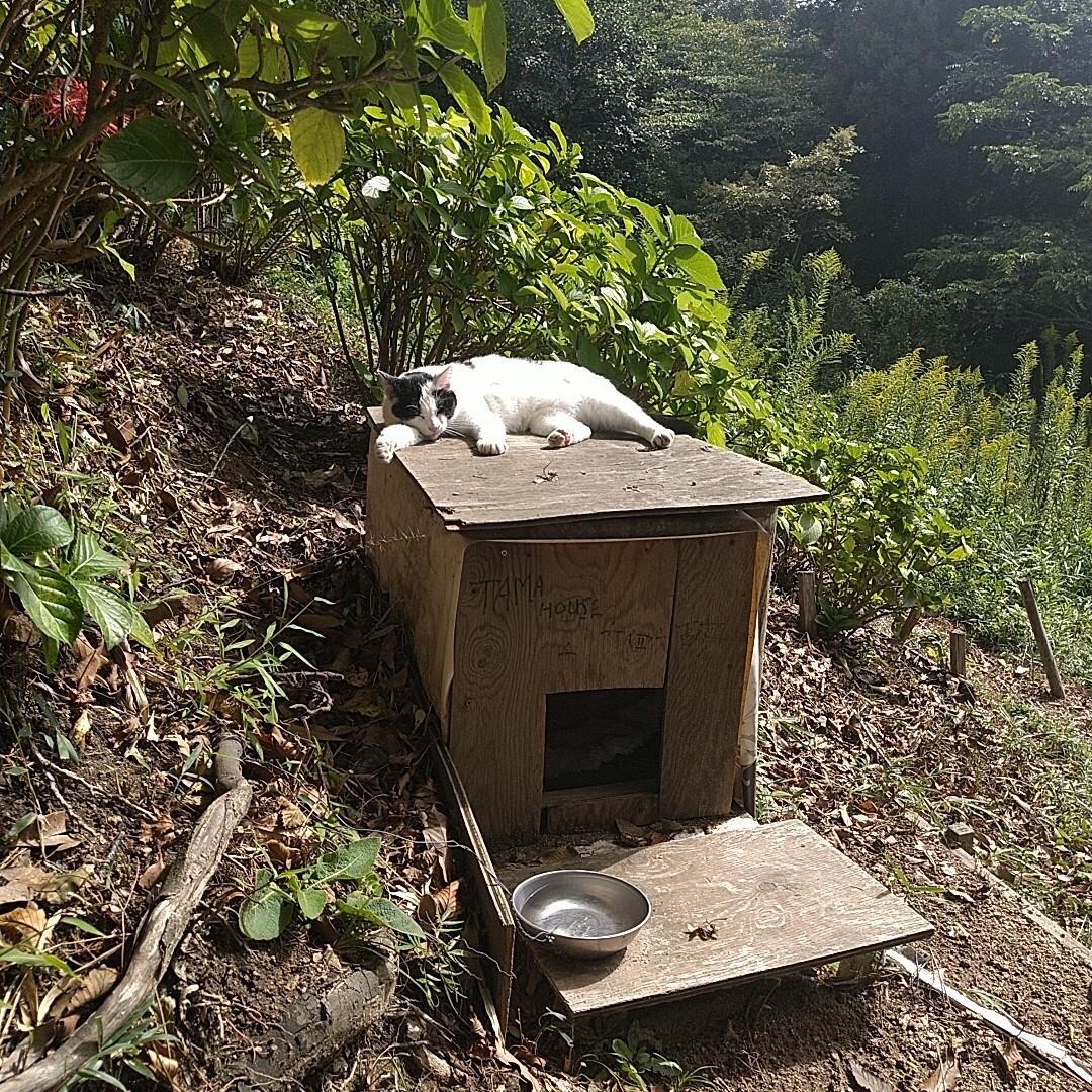 摩耶山(2回目)上野道→青谷道 / cotton＊さんの六甲山・長峰山・摩耶山の活動データ | YAMAP / ヤマップ