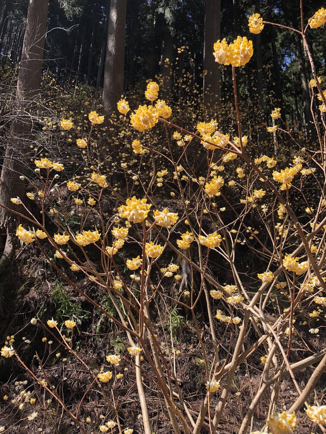 R5 3月20日 ミツマタ群生地（多賀... / オオイシさんのモーメント | YAMAP / ヤマップ