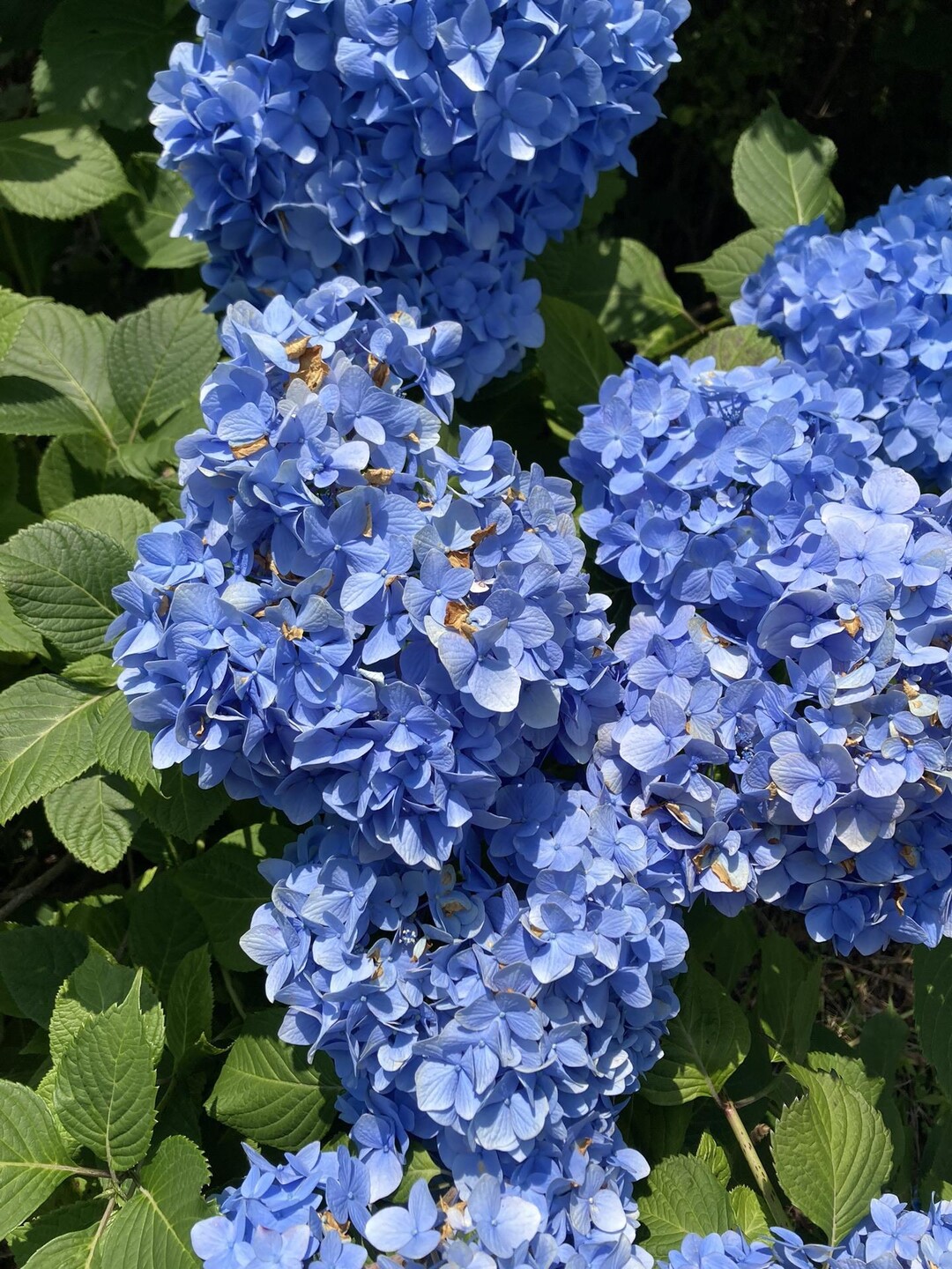 簑山 / nabeさんの簑山の活動データ | YAMAP / ヤマップ