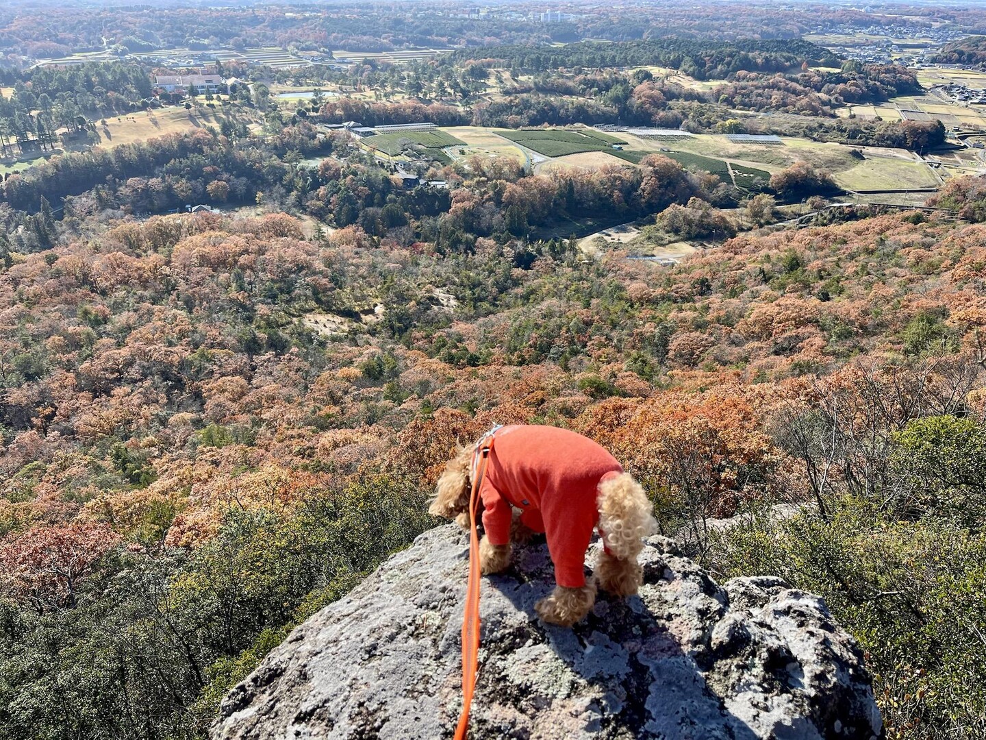 三草山🐶with my dog / Jo999さんの三草山の活動データ | YAMAP / ヤマップ