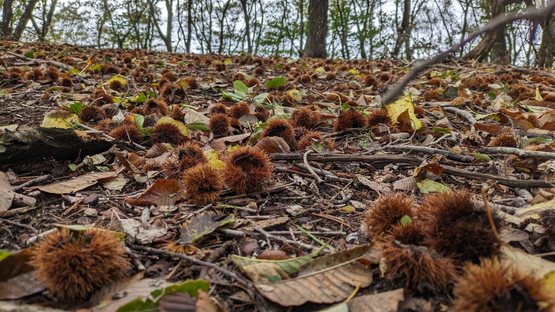 牛臥山・海上山 / YMDさんの用瀬アルプスの活動データ | YAMAP / ヤマップ