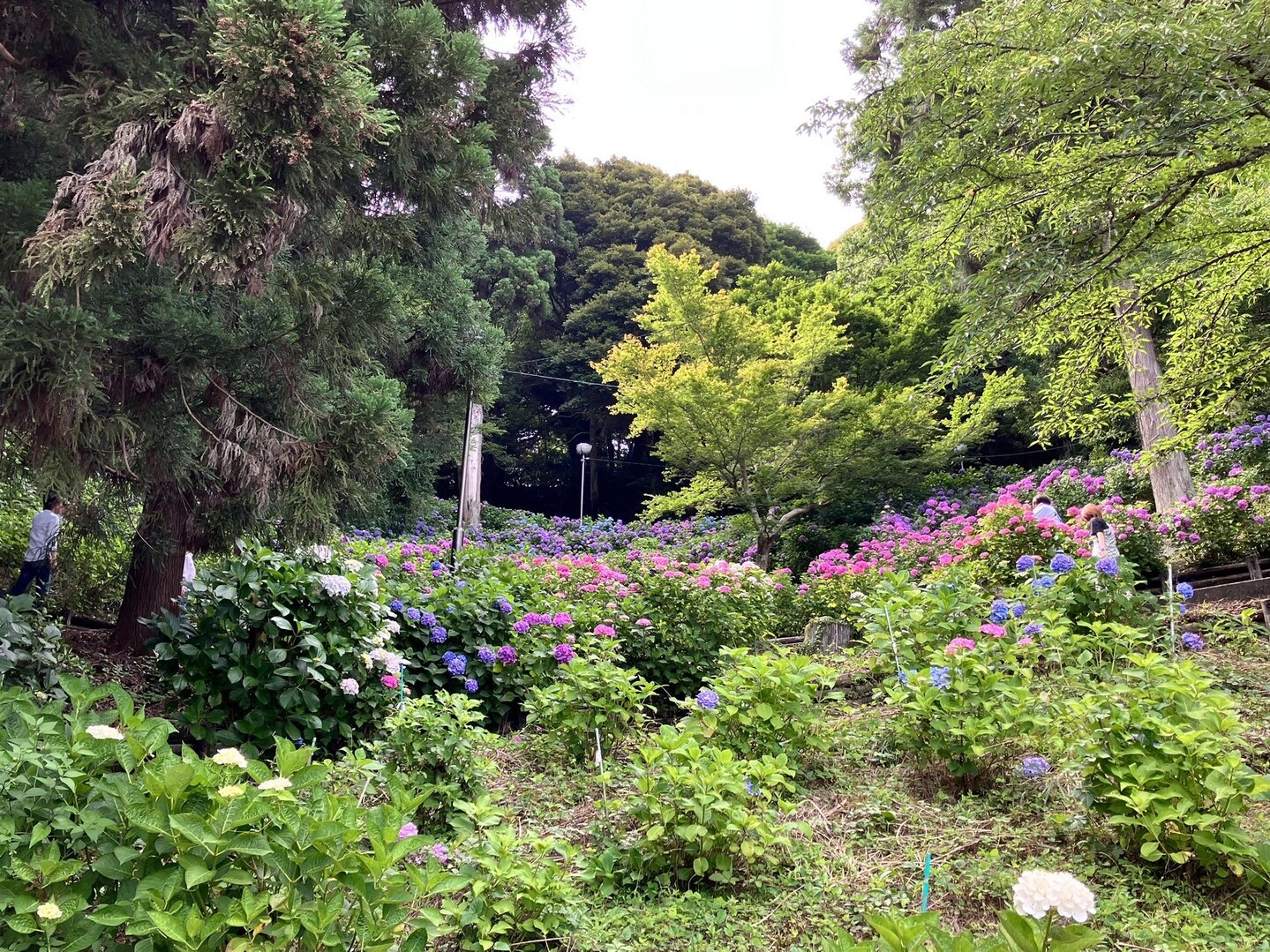牧之原市の秋葉公園の紫陽花。 こちらも仕... / Rさんのモーメント | YAMAP / ヤマップ