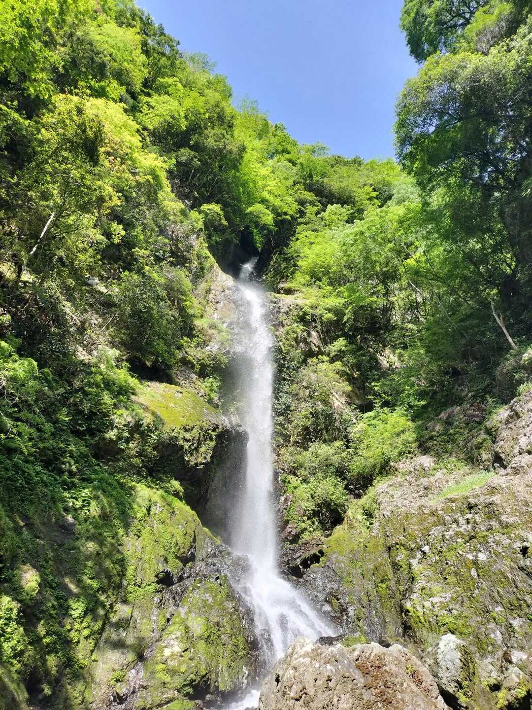 内大臣川支流-2024-05-11 / sawayaさんの洞ヶ岳・茂見山・目丸山の活動日記 | YAMAP / ヤマップ