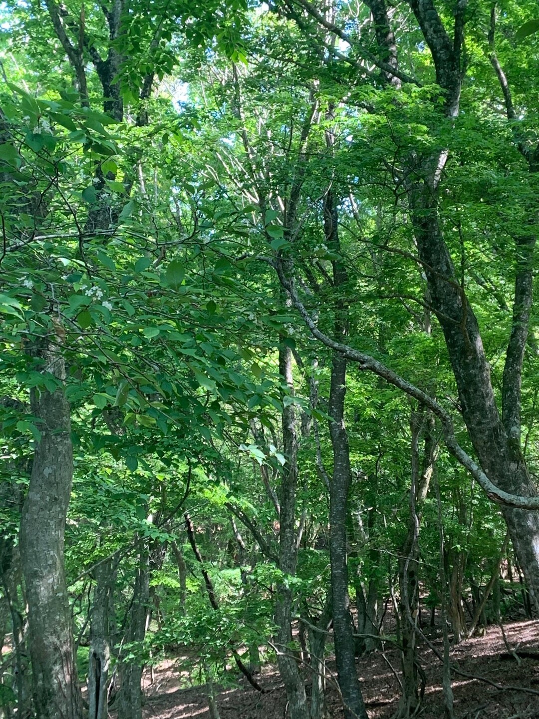 竜王山 / nozomiさんの大文字山・如意ヶ嶽・稲荷山の活動データ | YAMAP / ヤマップ