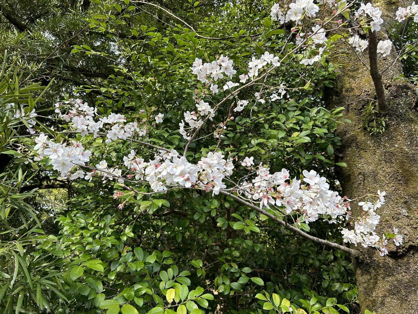 三嶋大社 / annaさんの東海道五十三次 (三島宿・沼津宿・原宿・吉原宿)の活動データ | YAMAP / ヤマップ