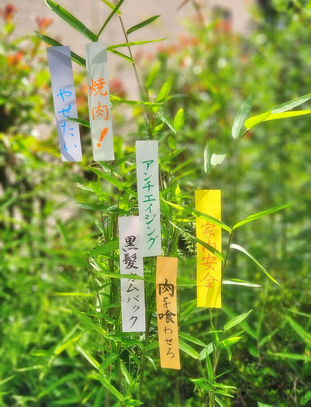 「短冊に願いを・・🙏」 🎵ささの葉... / kazuさんのモーメント | YAMAP / ヤマップ