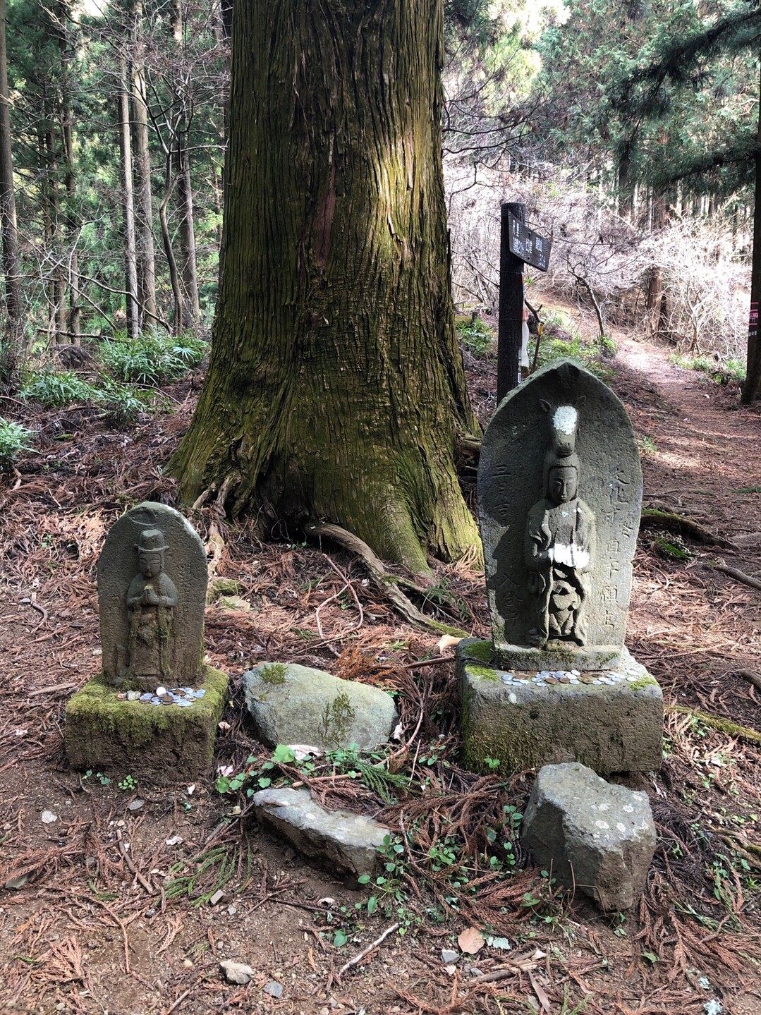 高松山【富嶽三十六景】〜シダンゴ山 / konyan さんの高松山・大野山の活動日記 | YAMAP / ヤマップ