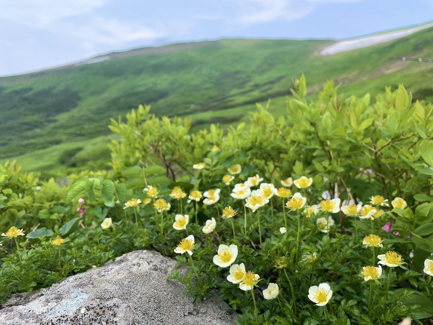 月山 / Yossyさんの月山の活動データ | YAMAP / ヤマップ