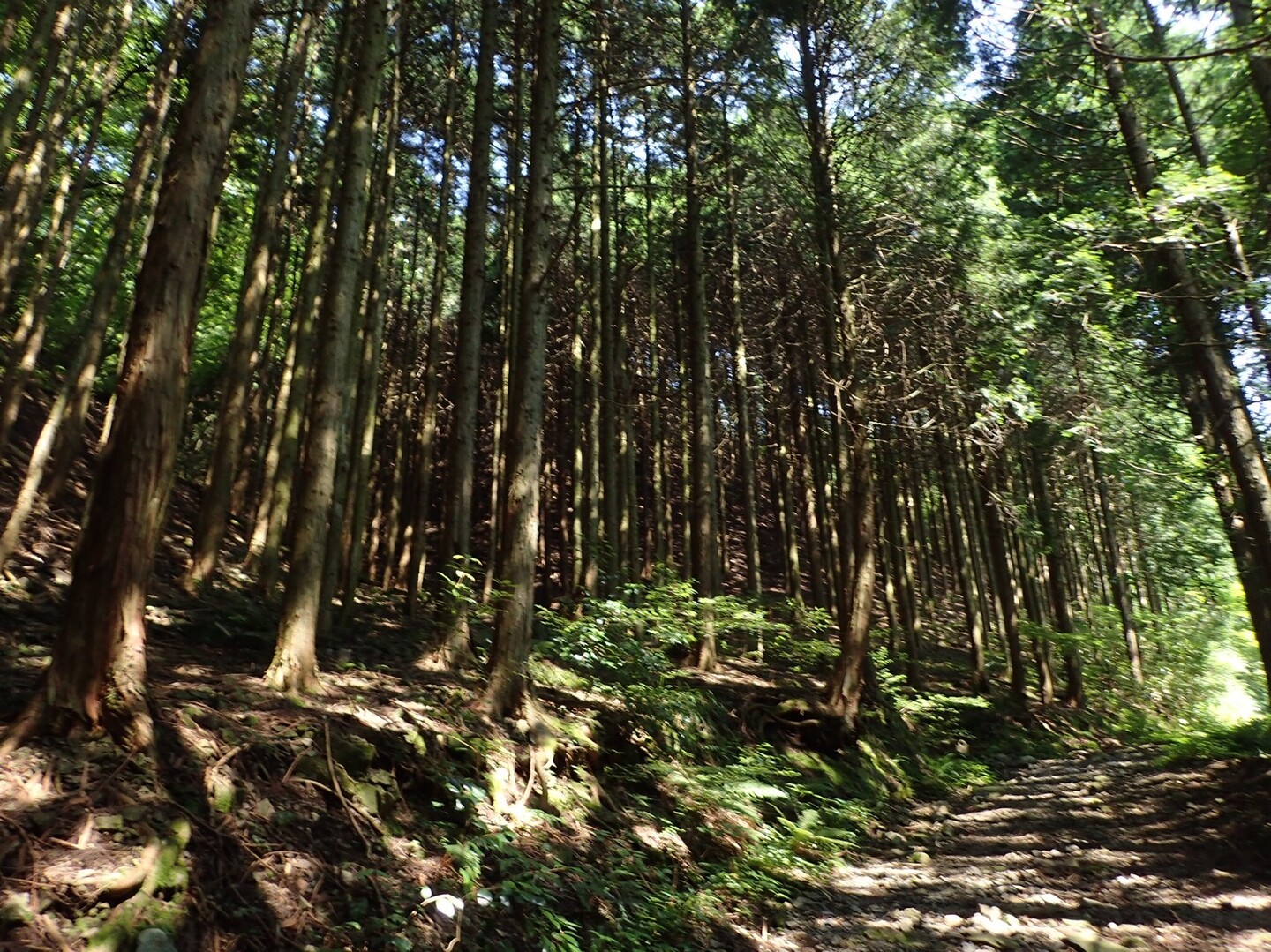 莇ヶ岳から弟見山の縦走 / Katuさんの莇ヶ岳・弟見山の活動データ | YAMAP / ヤマップ
