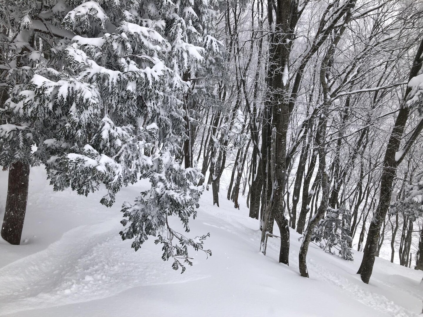 鍋森山（青森スプリングスキーリゾート） / snow@ystさんの岩木山（岩鬼山）・鳥海山・鍋森山の活動データ | YAMAP / ヤマップ