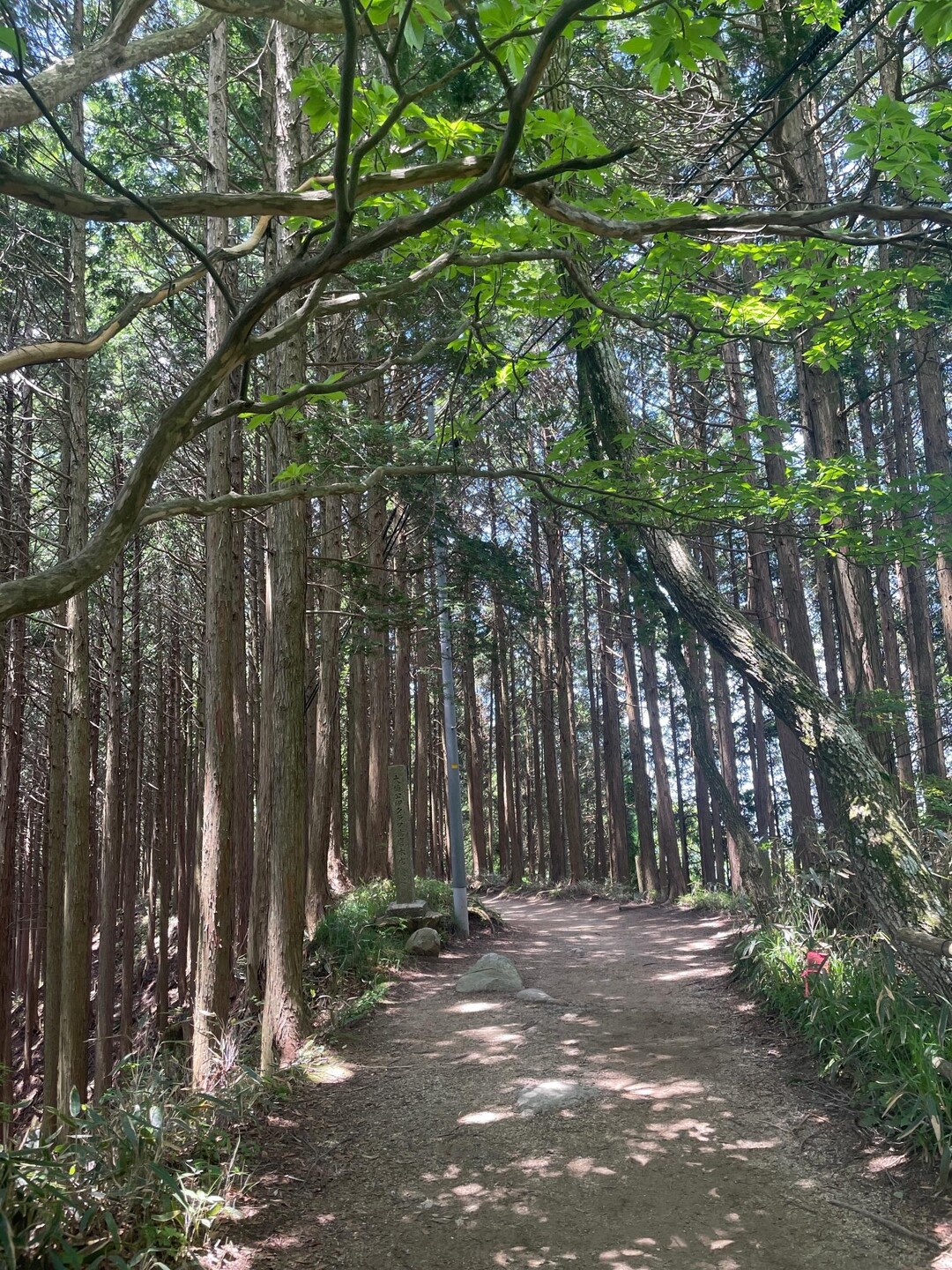 金剛山4回目💪 / cocoさんの金剛山・二上山・大和葛城山の活動データ | YAMAP / ヤマップ