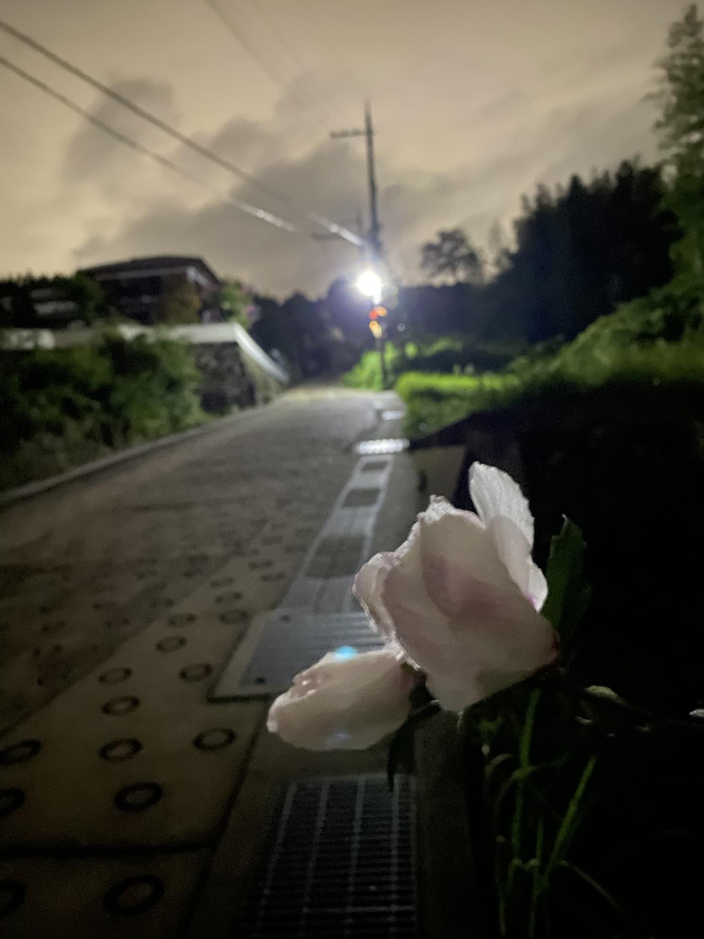 来る日も来る日も/Day After Day 暗峠奈良街道 / どんべえさんの生駒山・神津嶽・大原山の活動データ | YAMAP / ヤマップ