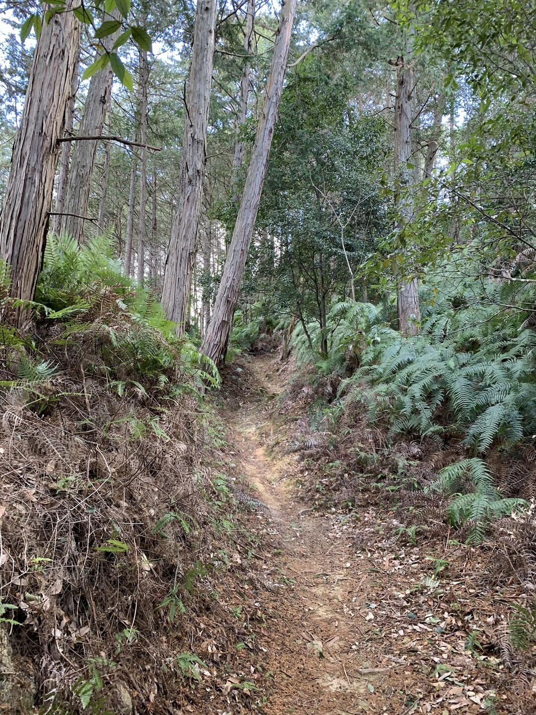 書写山 / YMO.Kさんの書写山・伊勢山・とんがり山の活動日記 | YAMAP / ヤマップ