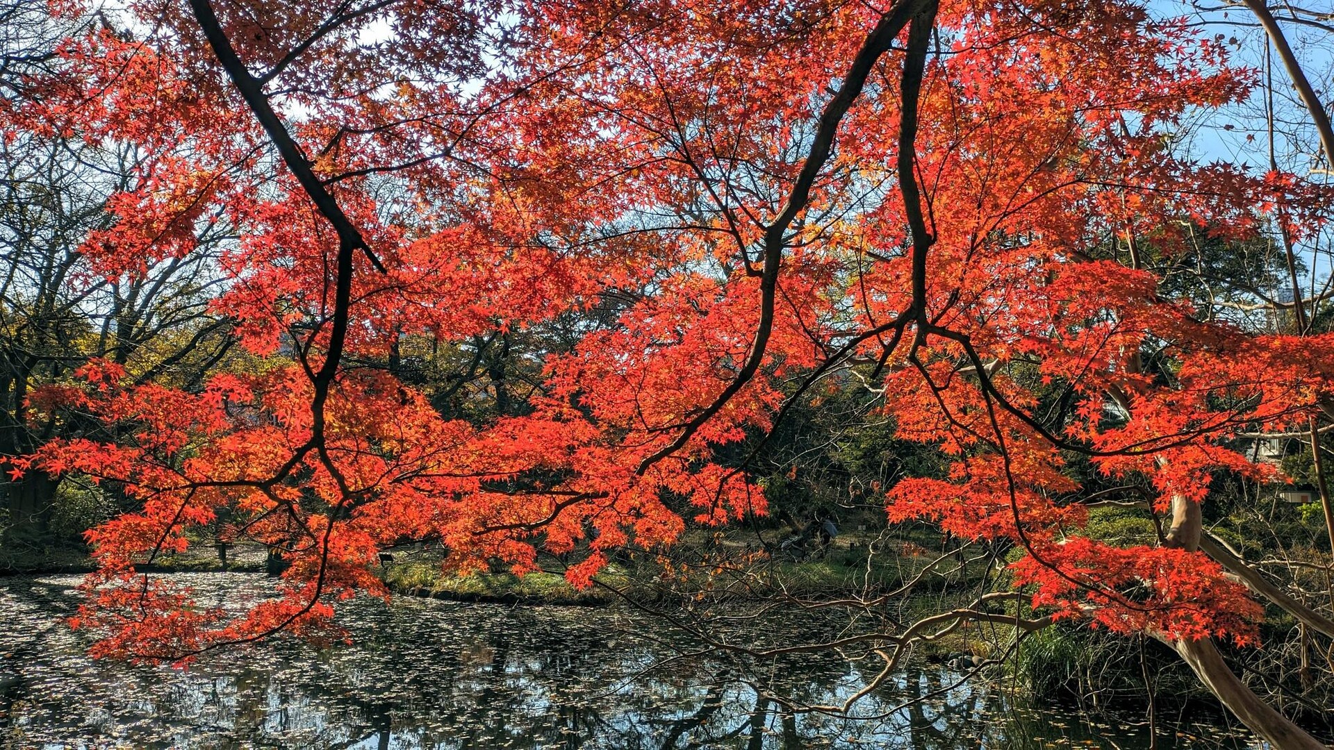 都心アチコチ🌃 🎄💛🍁 / ☆futa☆さんの東京都23区 中央エリアの活動データ | YAMAP / ヤマップ