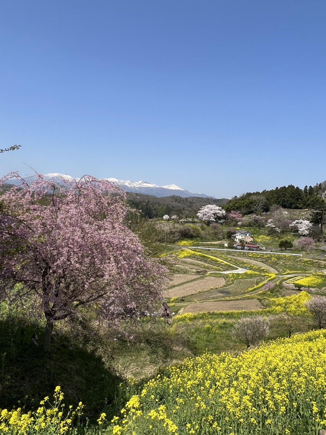 今日は、母と桜を見にドライブ。 先ずは、... / ymatさんのモーメント | YAMAP / ヤマップ