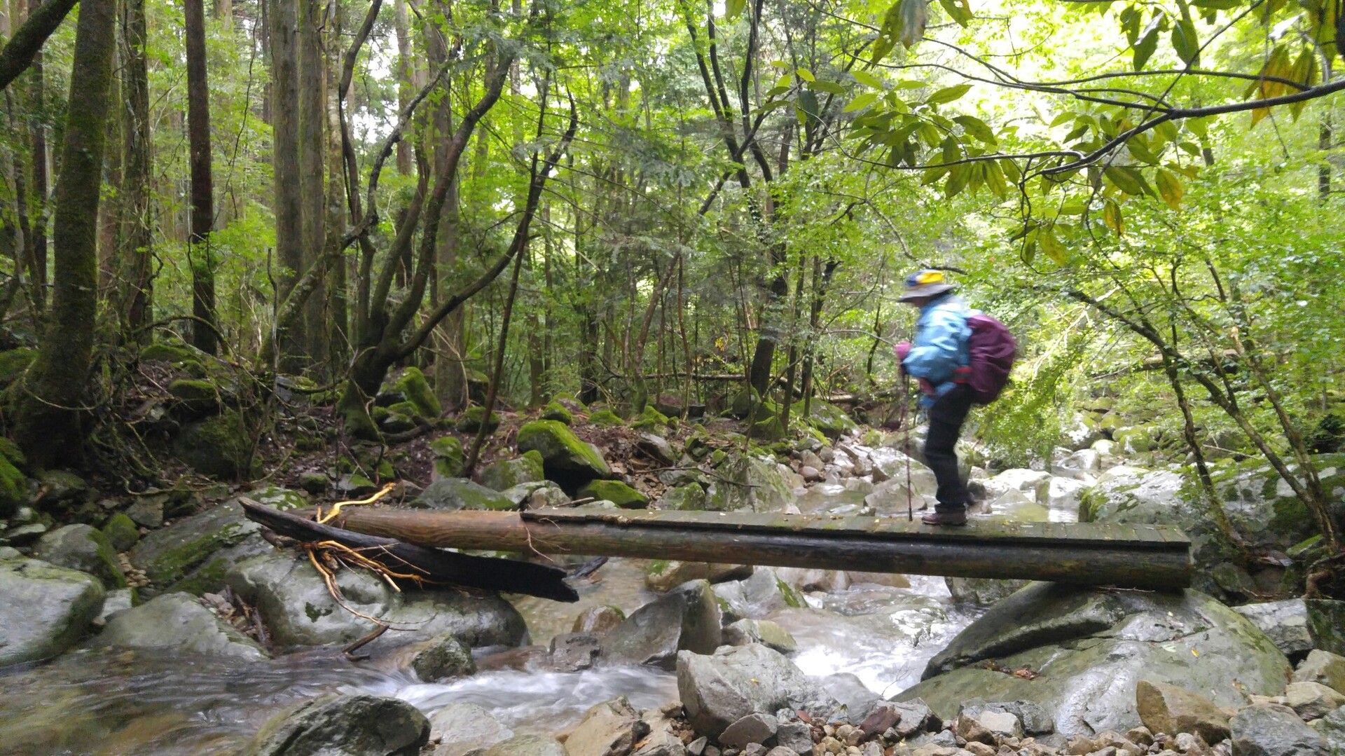 雨の尾鈴山～白滝 / kenri33さんの尾鈴山・長崎尾・矢筈岳の活動データ | YAMAP / ヤマップ