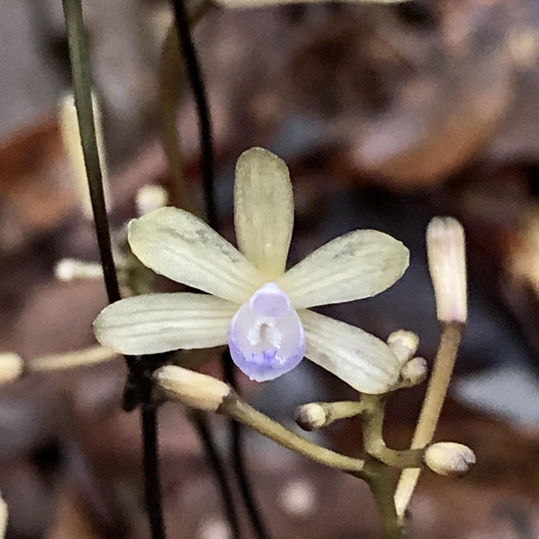 いつものお散歩で確認した今日の花 1 ... / zaucatsさんのモーメント | YAMAP / ヤマップ