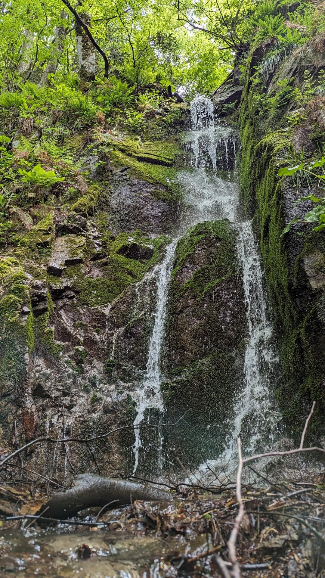 法印峰・櫛形山 / やじん1978さんの櫛形山・鳥坂山・大峰山（櫛形山脈）の活動データ | YAMAP / ヤマップ