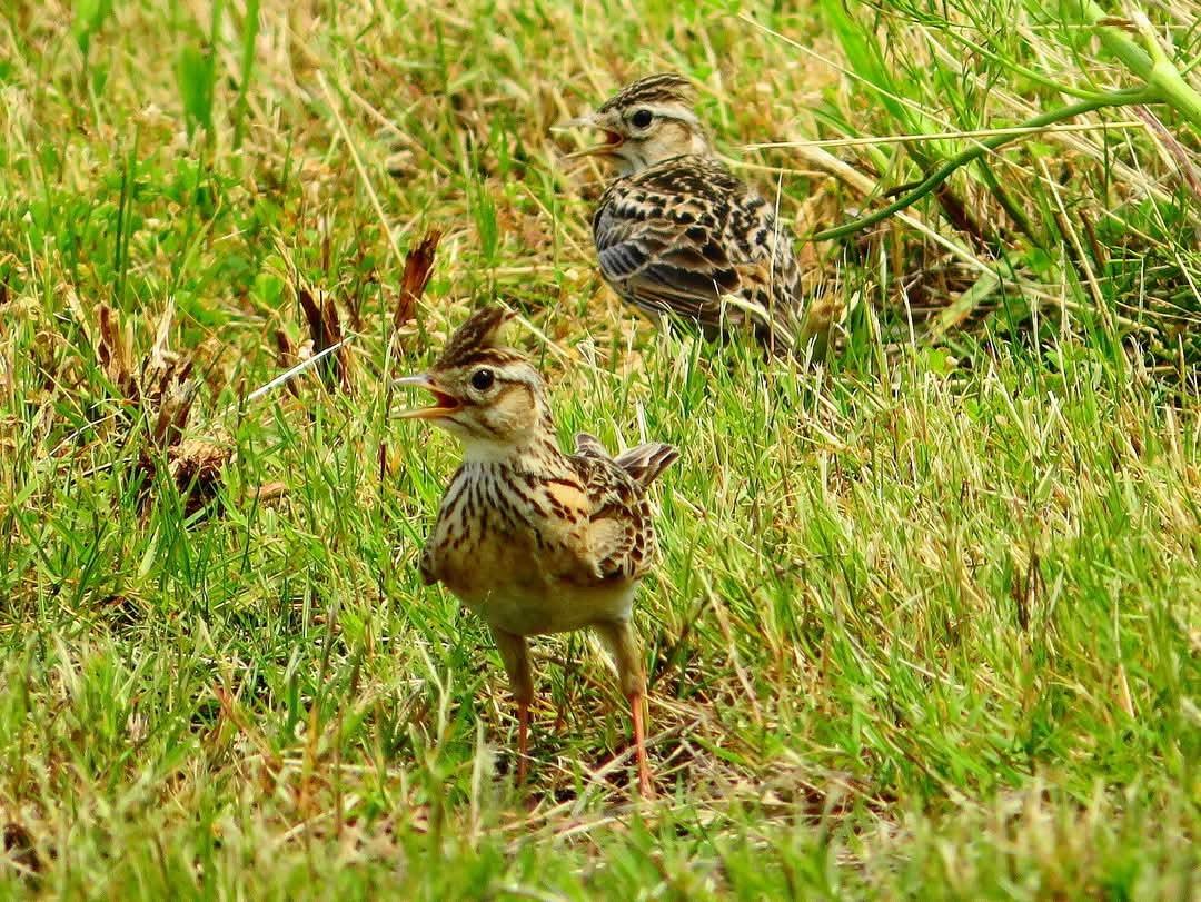 🐤ひばりの朝🐤 https://yo... / 月見のサンタさんのモーメント | YAMAP / ヤマップ