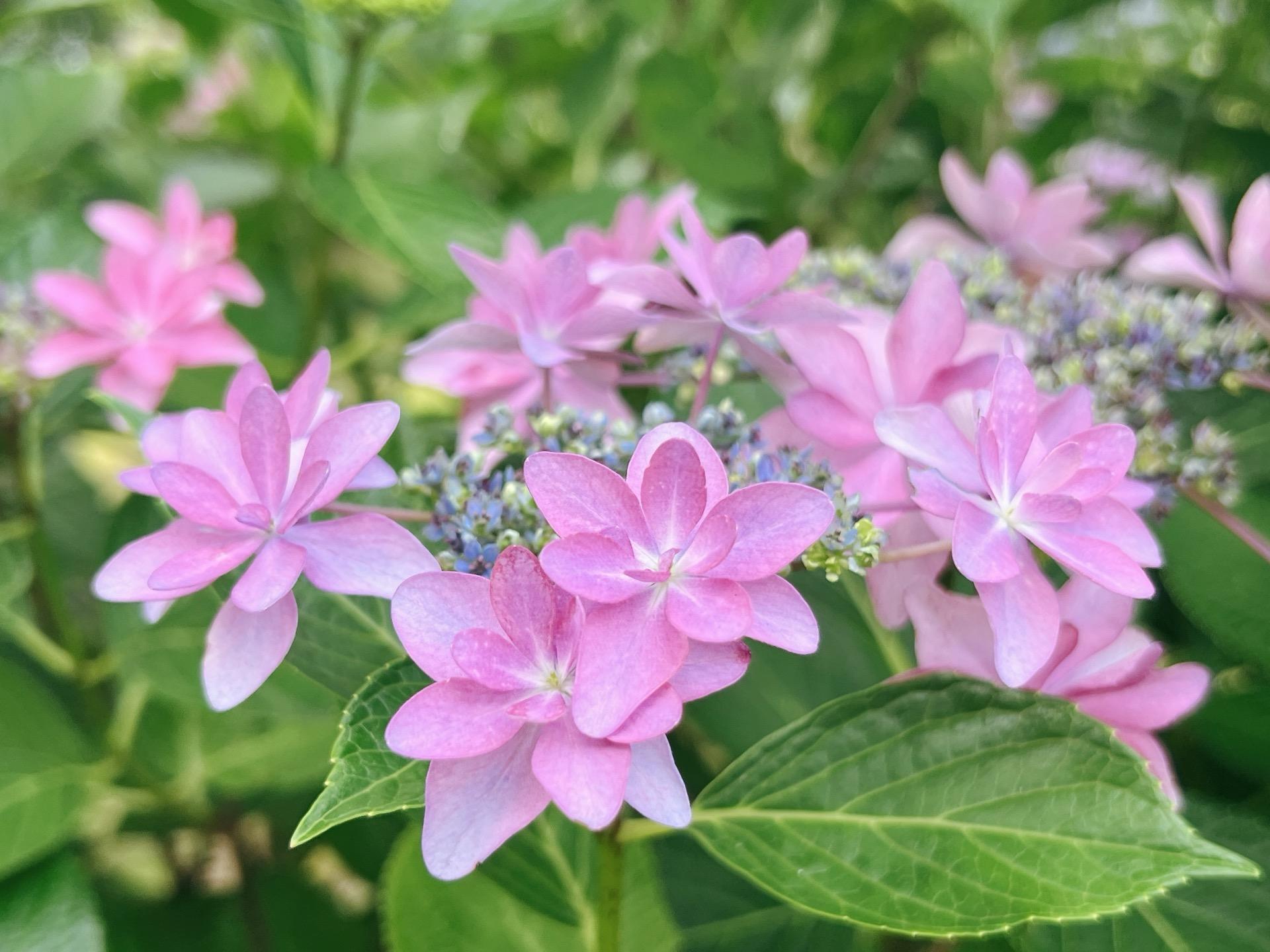 2025.6.28 船岡城址公園 / papiさんのモーメント | YAMAP / ヤマップ