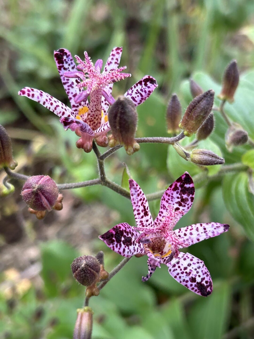 花壇のお花たち。そろそろ花壇のお手入れを... / eiko🌸さんのモーメント | YAMAP / ヤマップ