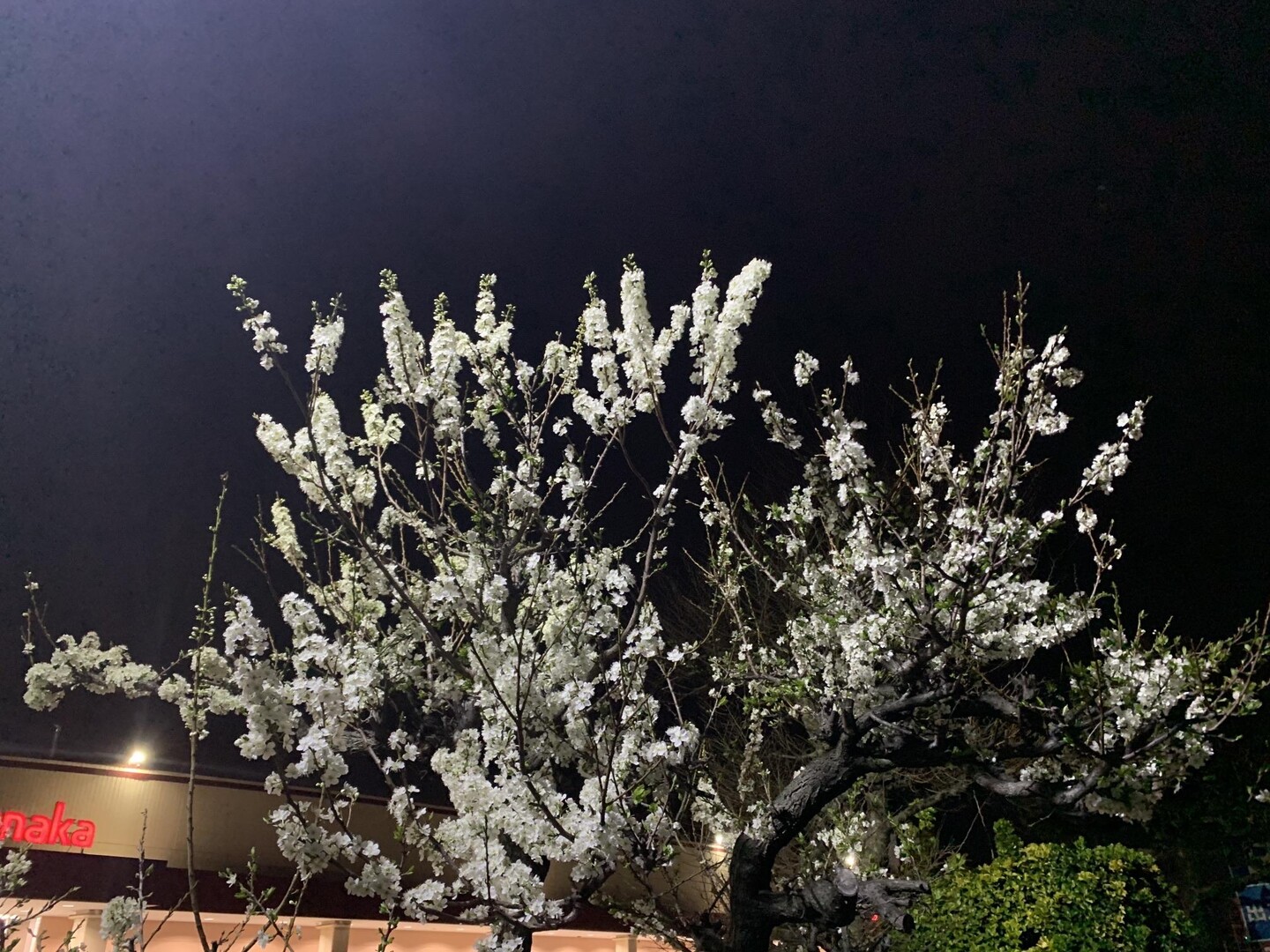 桜🌸？梅？…よくわかんないけど綺麗でし... / oioiさんのモーメント | YAMAP / ヤマップ