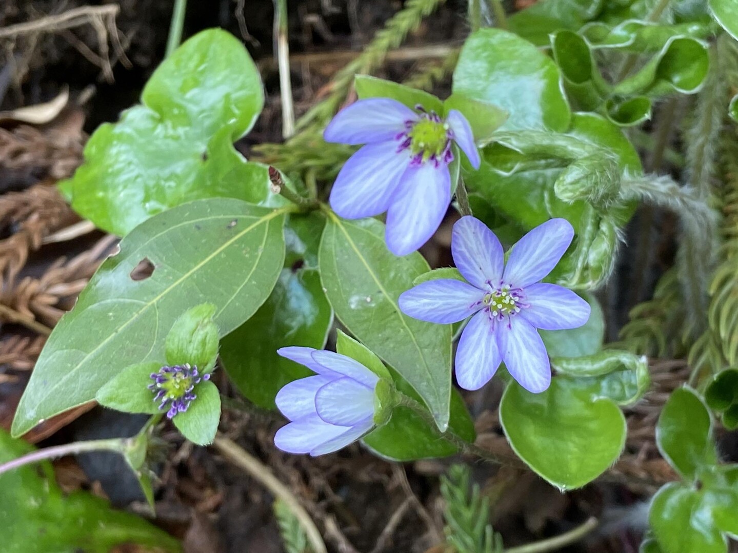 角田山（長者原山） / Michiyoさんの角田山の活動データ | YAMAP / ヤマップ