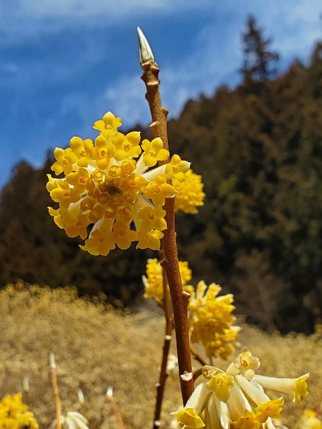 お花見💠 ミツマタ編 / E35-sun☀️さんの根本山・熊鷹山・氷室山の活動データ | YAMAP / ヤマップ